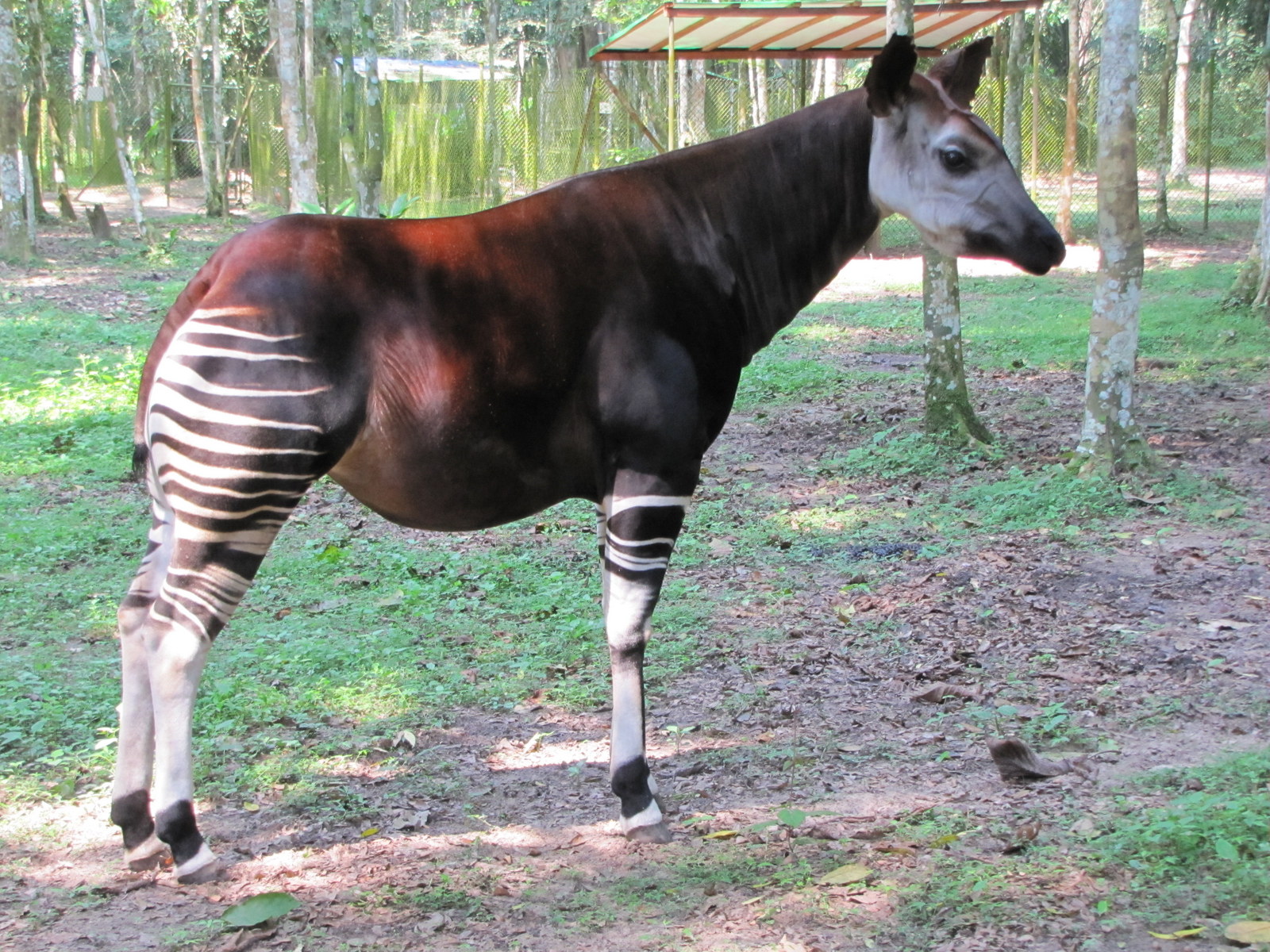 Okapi Storymap